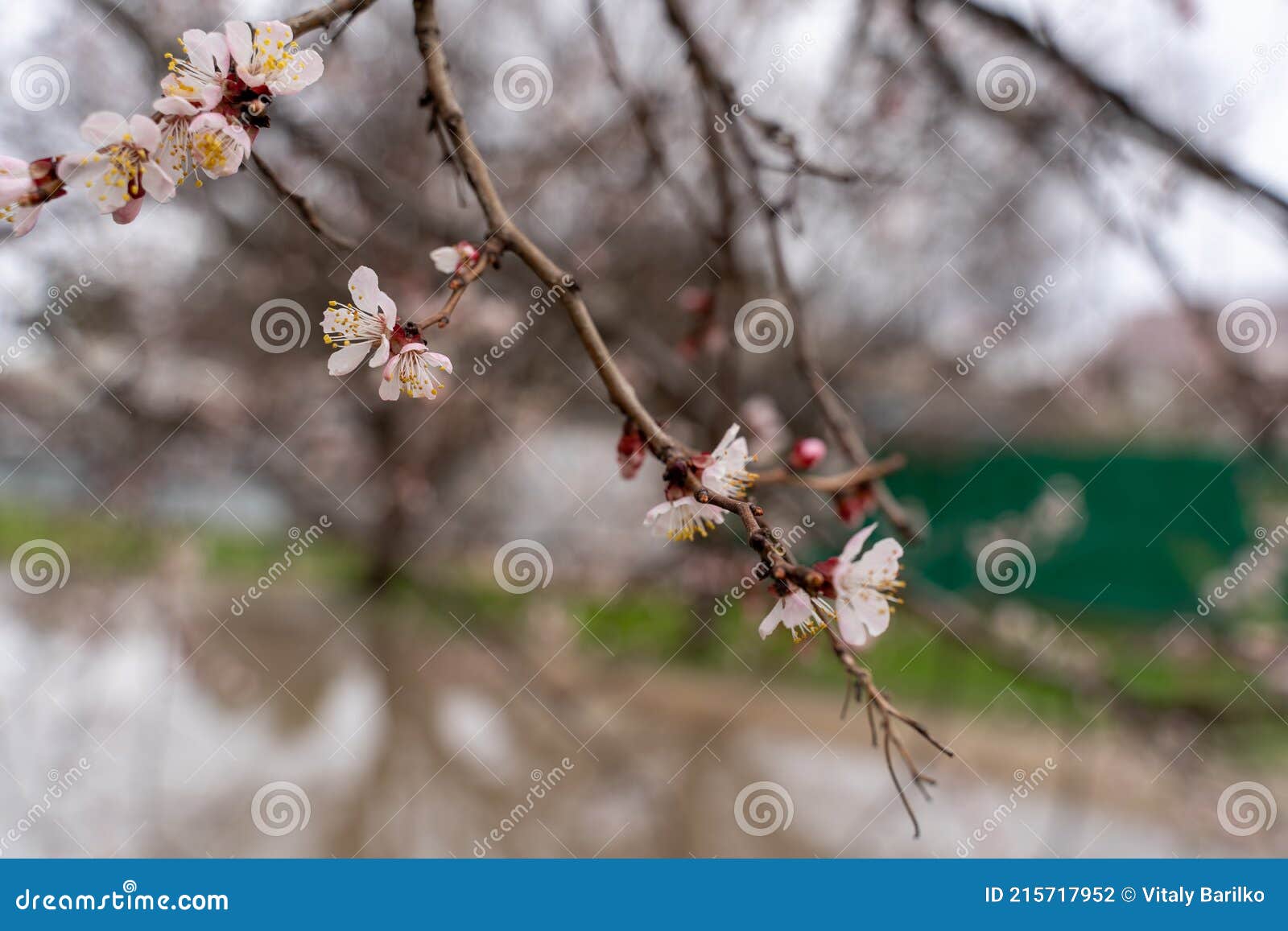 Spring Apricot Blossom. the Buds Turn into Flowers Stock Photo - Image ...