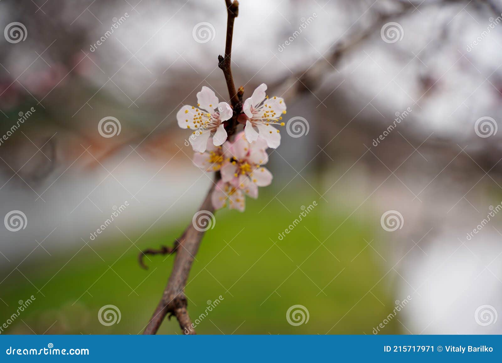 Spring Apricot Blossom. the Buds Turn into Flowers Stock Image - Image ...