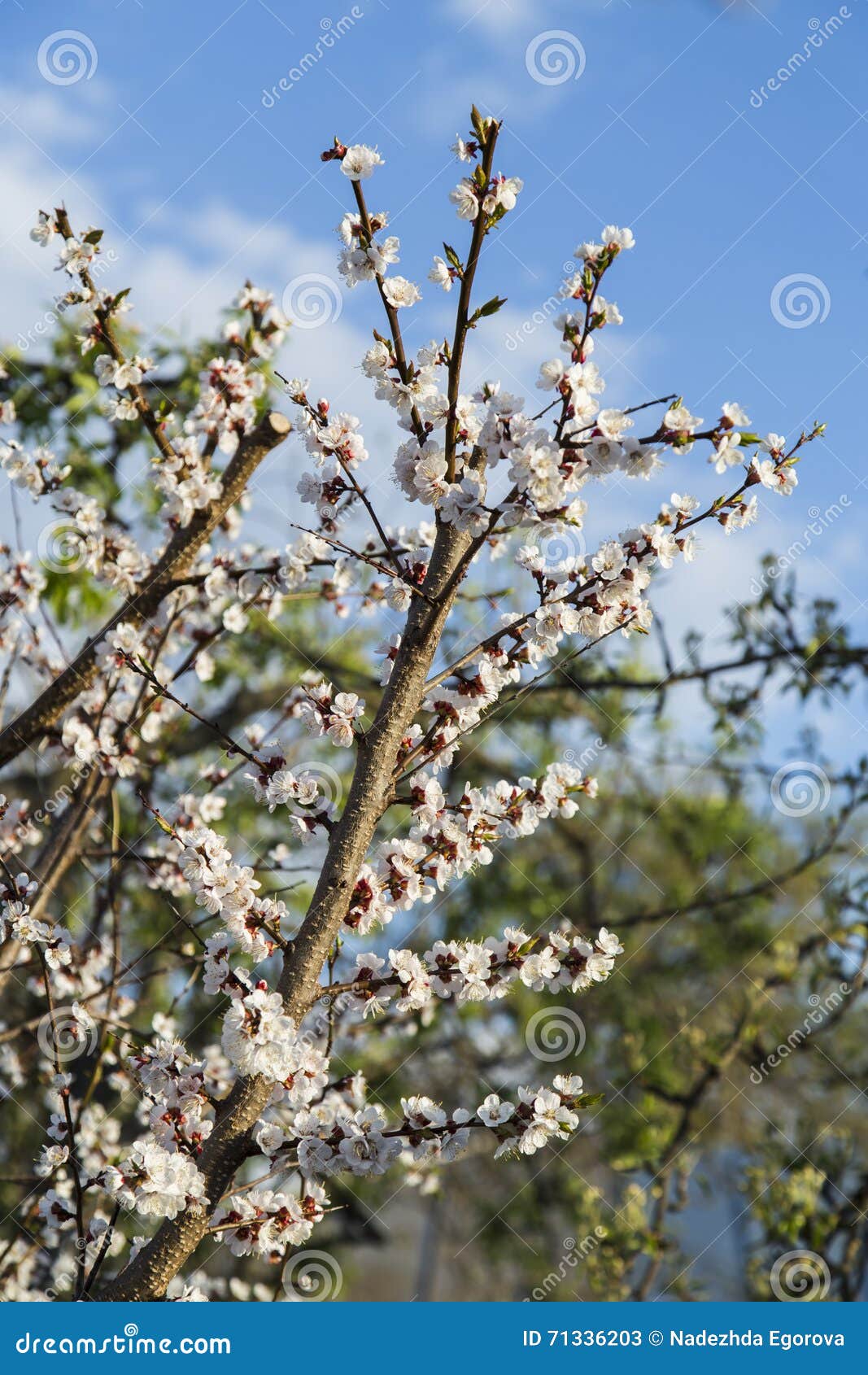 Spring Apricot Blossom in the Garden Stock Image - Image of blossom ...