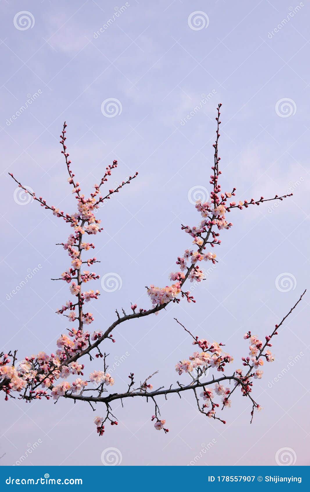 Spring apricot branch stock image. Image of bloom, nature - 178557907
