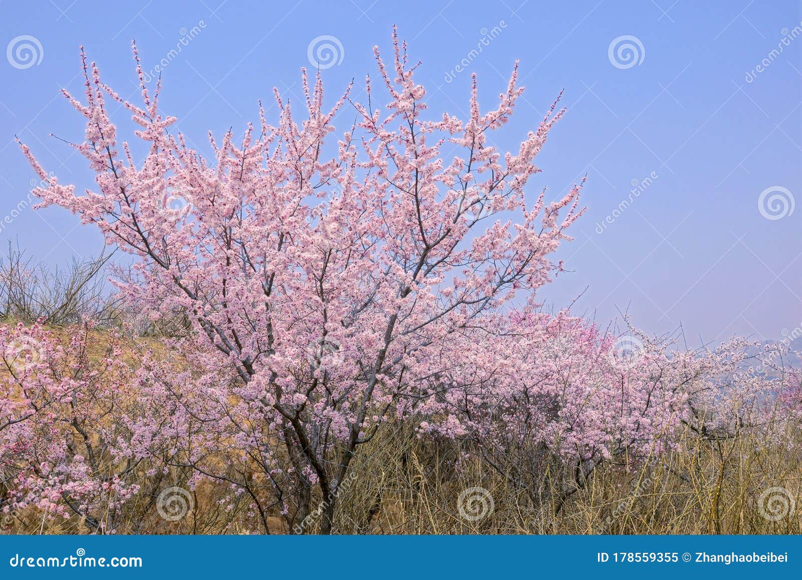 Spring apricot forest stock image. Image of spring, bloom - 178559355