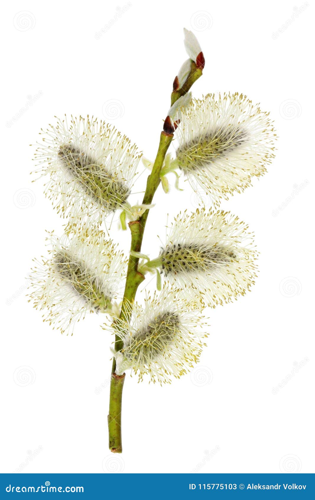 Spring April Branch with Flowering Buds of Wild Willow Tree. Stock ...