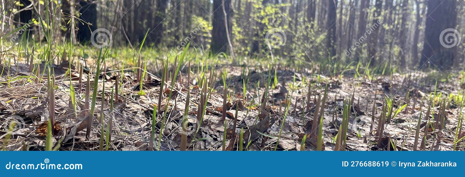 In Spring, the First Shoots of Lily of the Valley Stock Image - Image ...