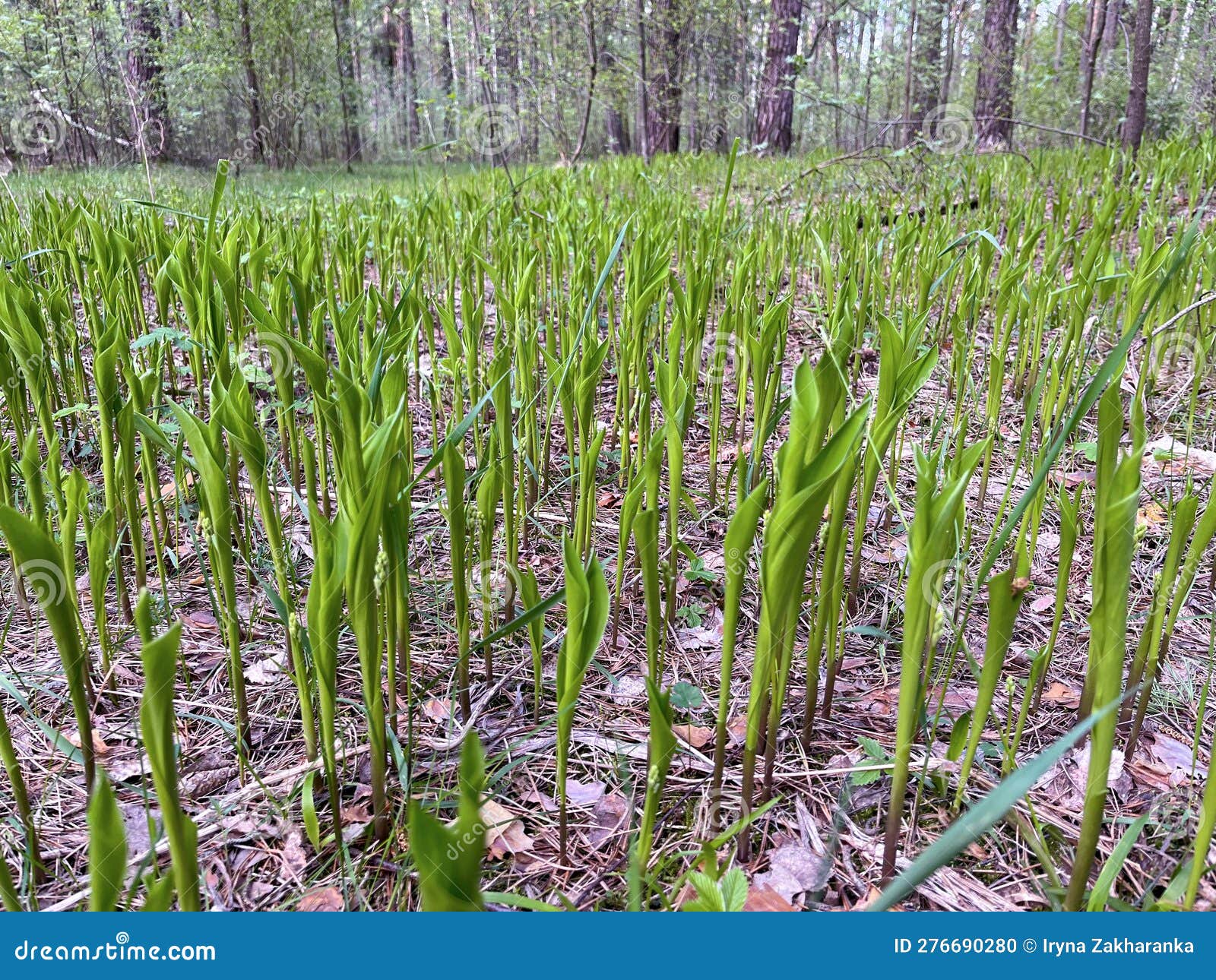 In Spring, the First Shoots of Lily of the Valley Stock Photo - Image ...