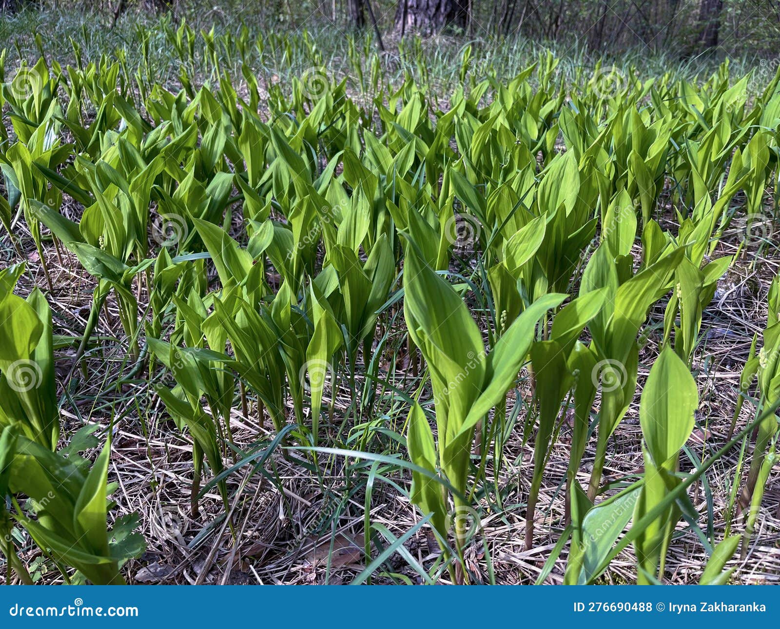 In Spring, the First Shoots of Lily of the Valley Stock Photo - Image ...