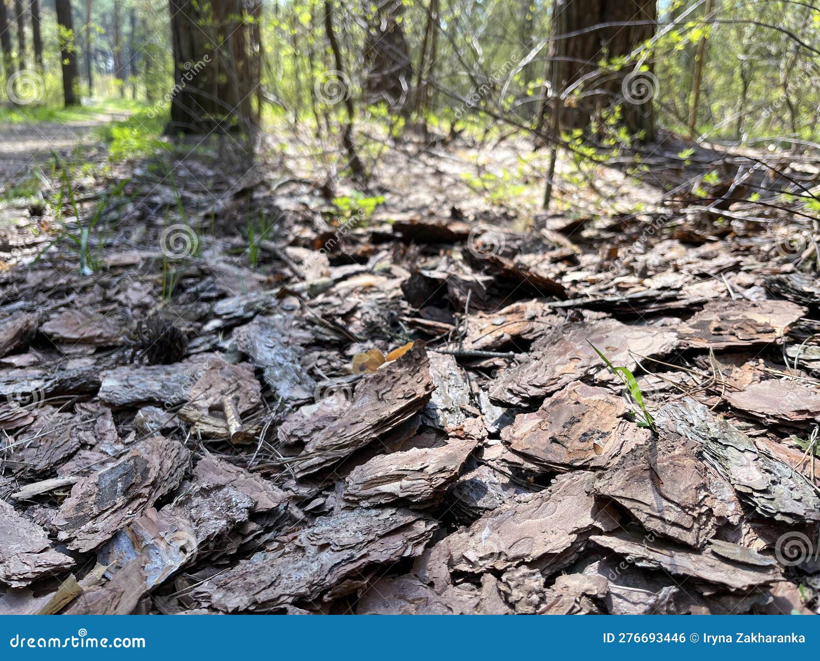 In Spring the Tree Bark Lies on the Ground Under the Trees Stock Photo ...