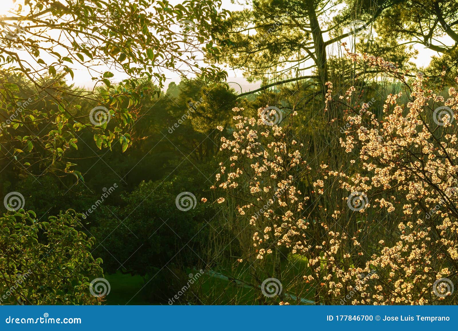 Spring arrival in Santiago stock photo. Image of arrival - 177846700