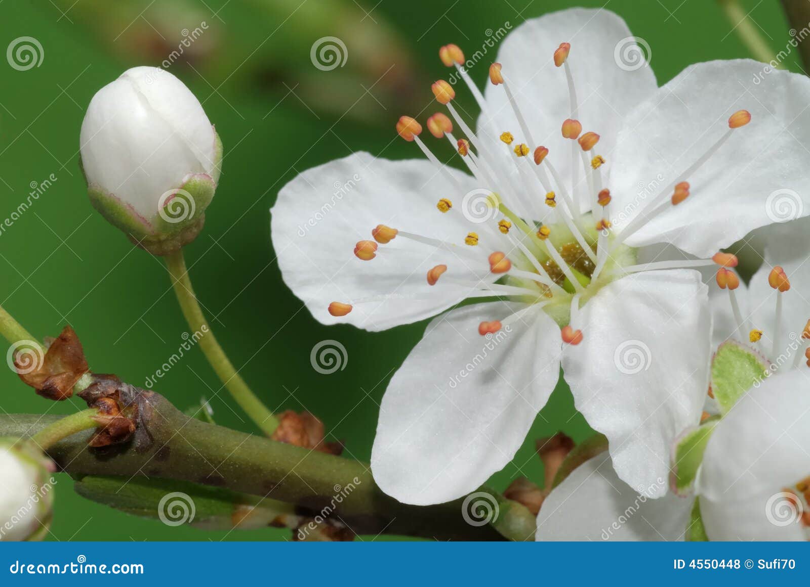 Spring arrives stock photo. Image of nature, macro, branches - 4550448