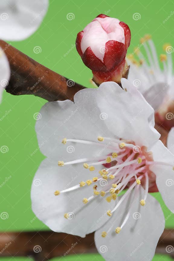 Spring arrives stock photo. Image of plants, macro, detail - 4551256