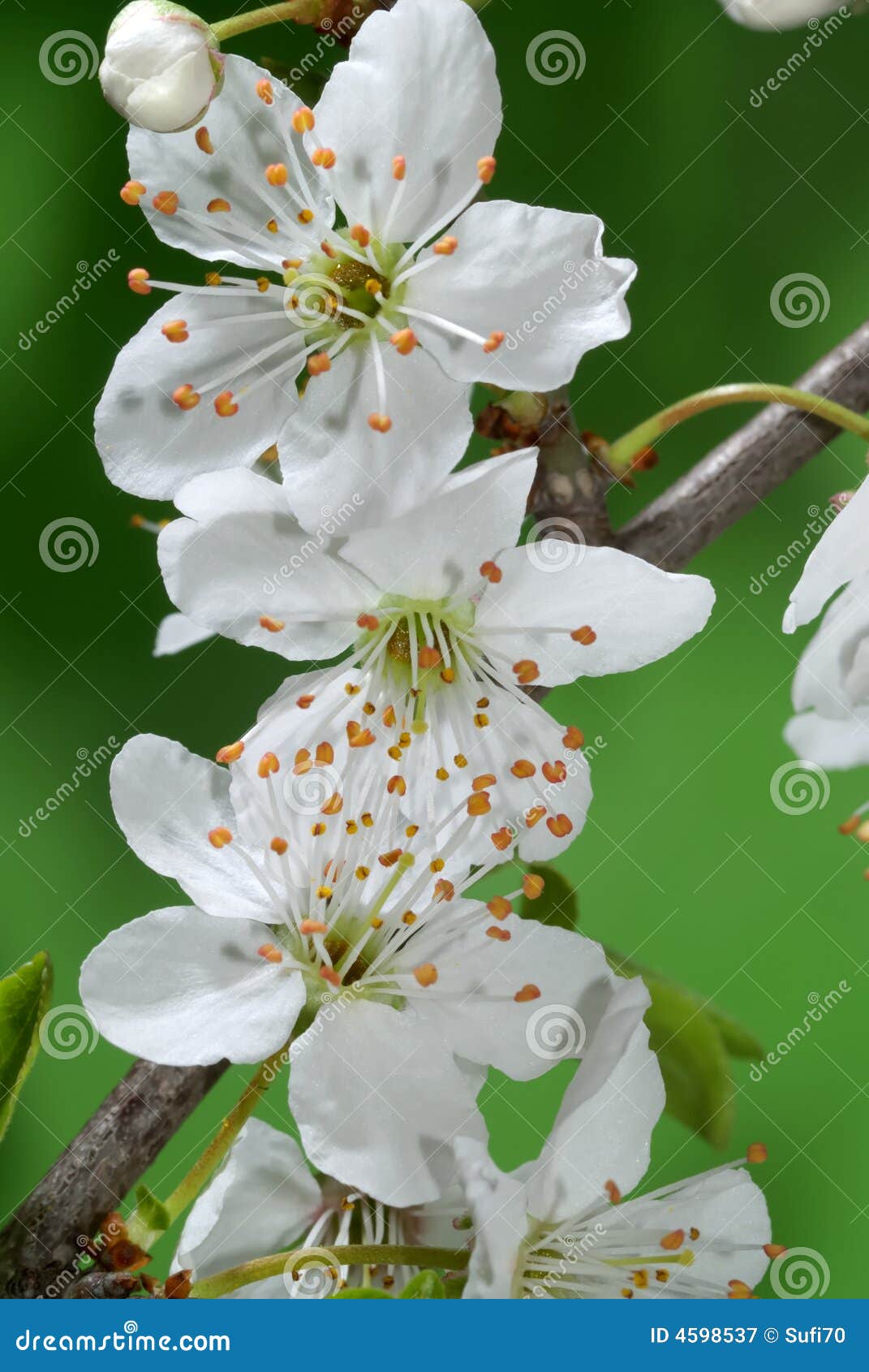 Spring arrives stock image. Image of cherry, plants, nature - 4598537