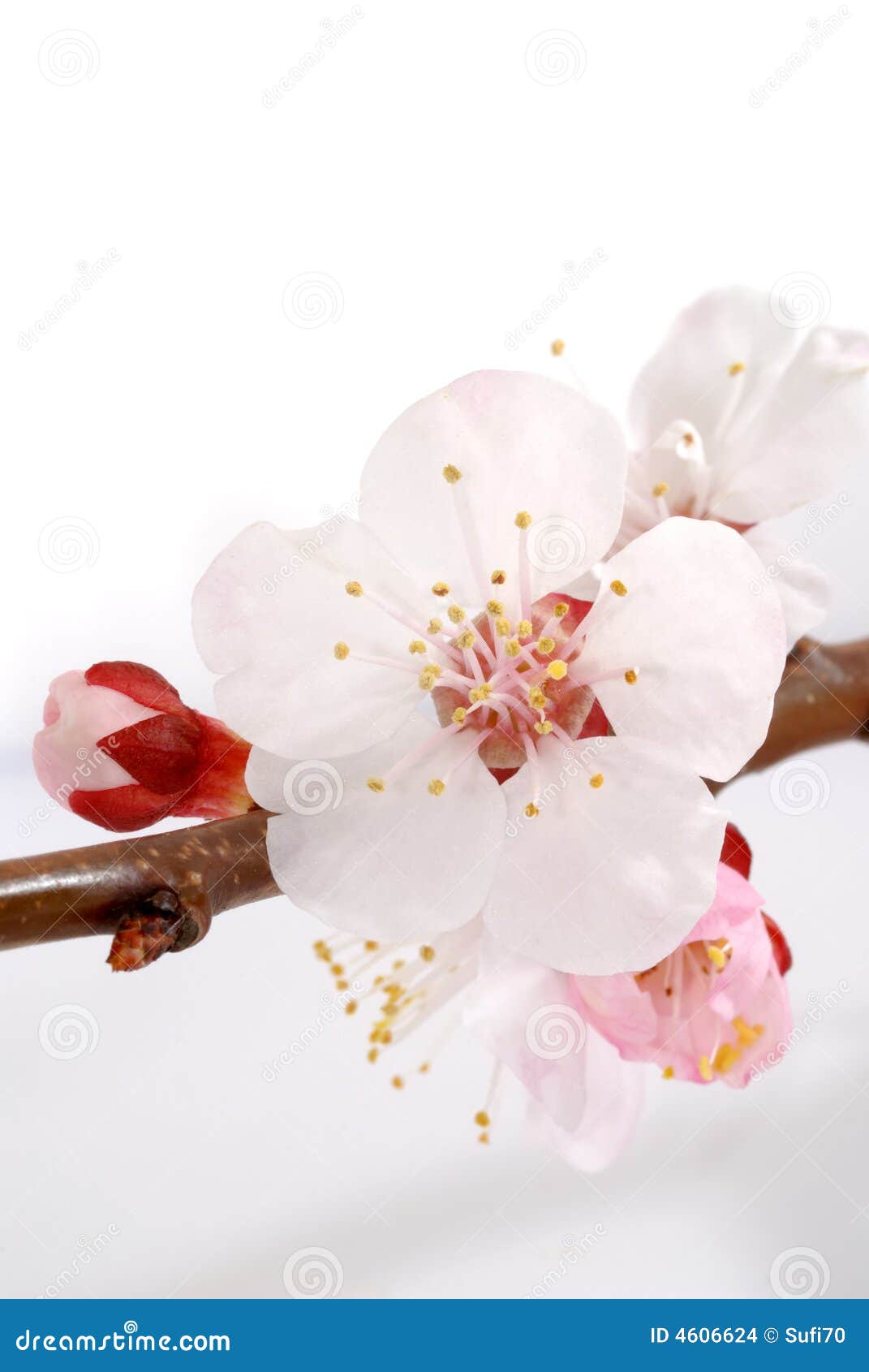 Spring arrives stock photo. Image of macro, petal, cherries - 4606624