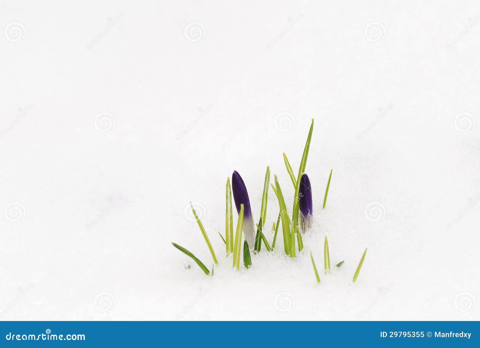 Crocus buds in the snow stock image. Image of frost, blossom - 29795355