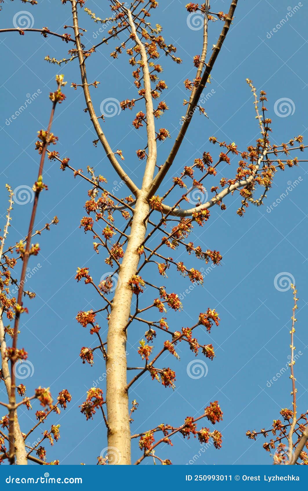 In Nature, the Ash Maple Acer Negundo Blooms Stock Image - Image of ...