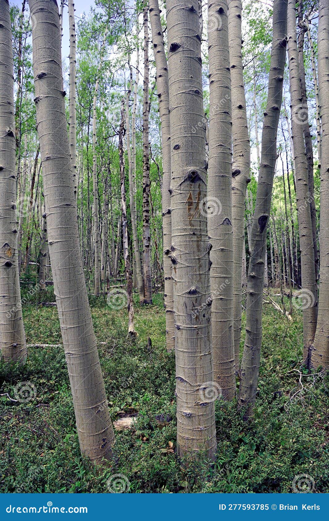 Spring Aspen Forest stock image. Image of tree, leaf - 277593785