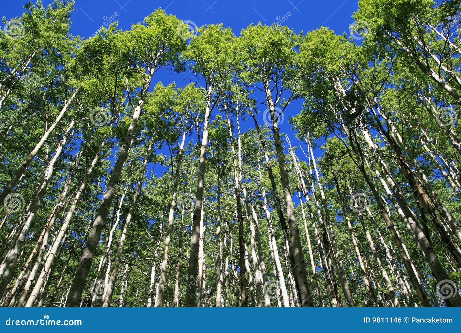 Spring aspen grove stock photo. Image of blue, spring - 9811146