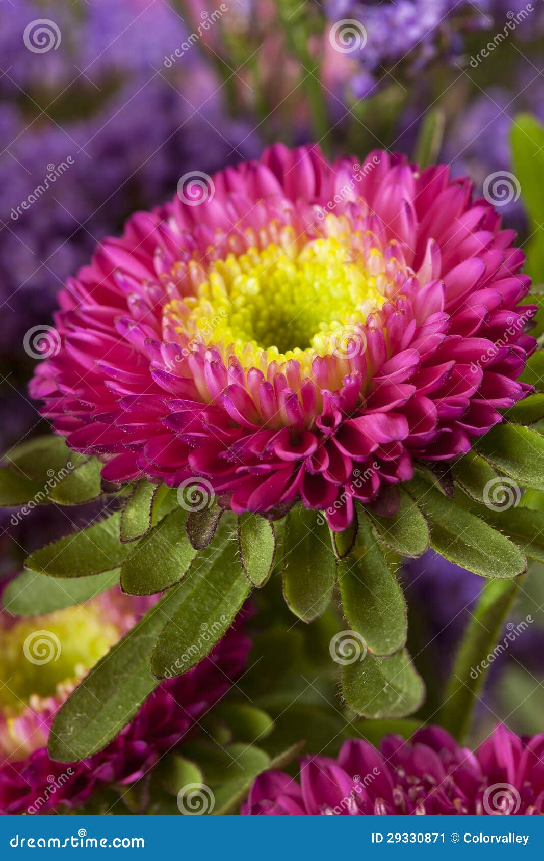 Spring Aster. Floral Background Closeup Stock Image - Image of pattern ...