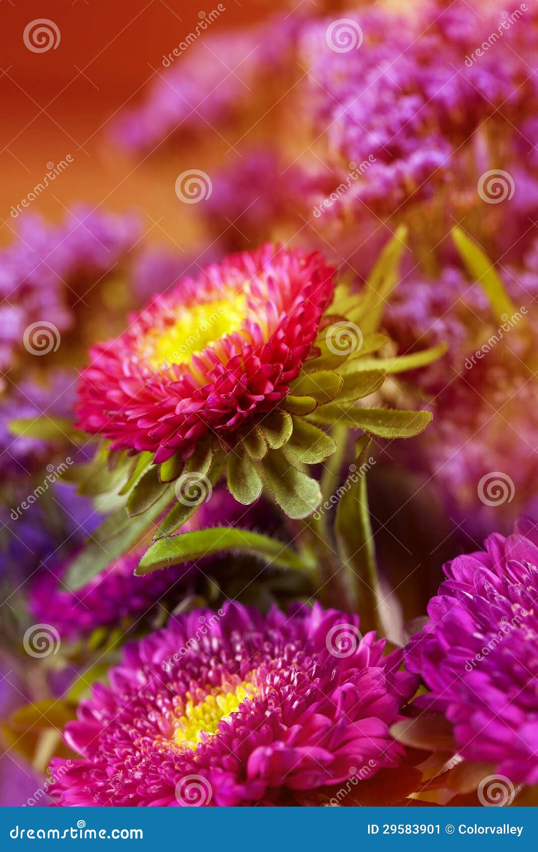 Spring Aster, Floral Background Closeup Stock Image - Image of purple ...