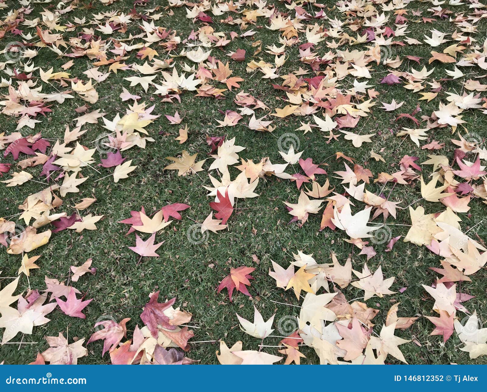 Spring and Autumn Fallen Leaves on a Park Stock Photo - Image of grass ...