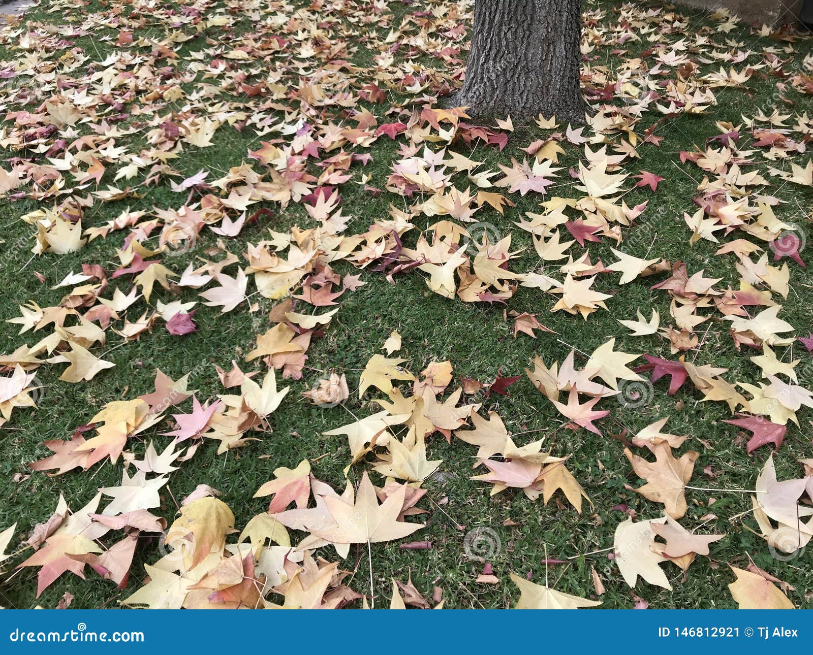Spring and Autumn Fallen Leaves on a Park Stock Image - Image of grass ...