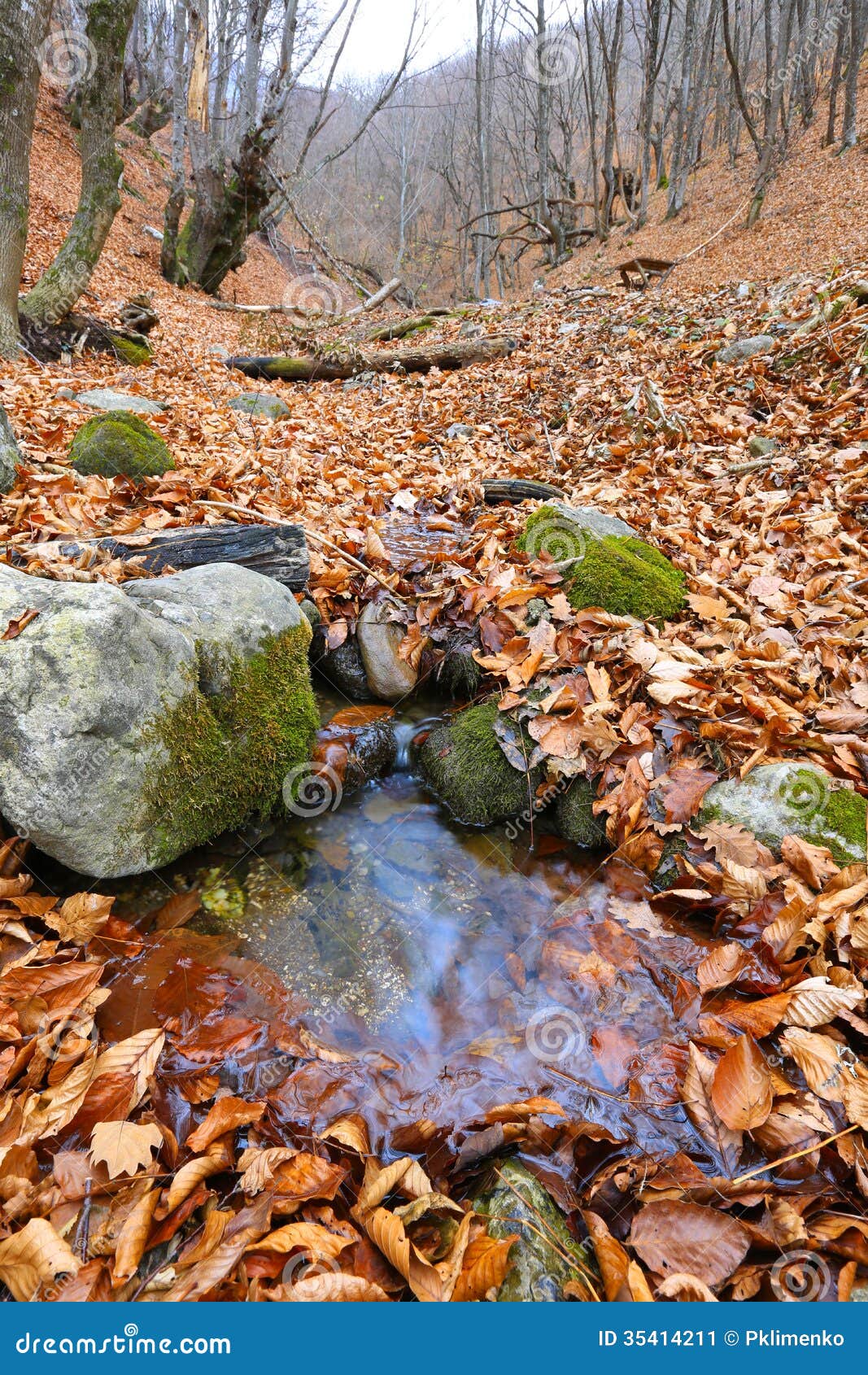 Spring in autumn forest stock image. Image of park, autumn - 35414211
