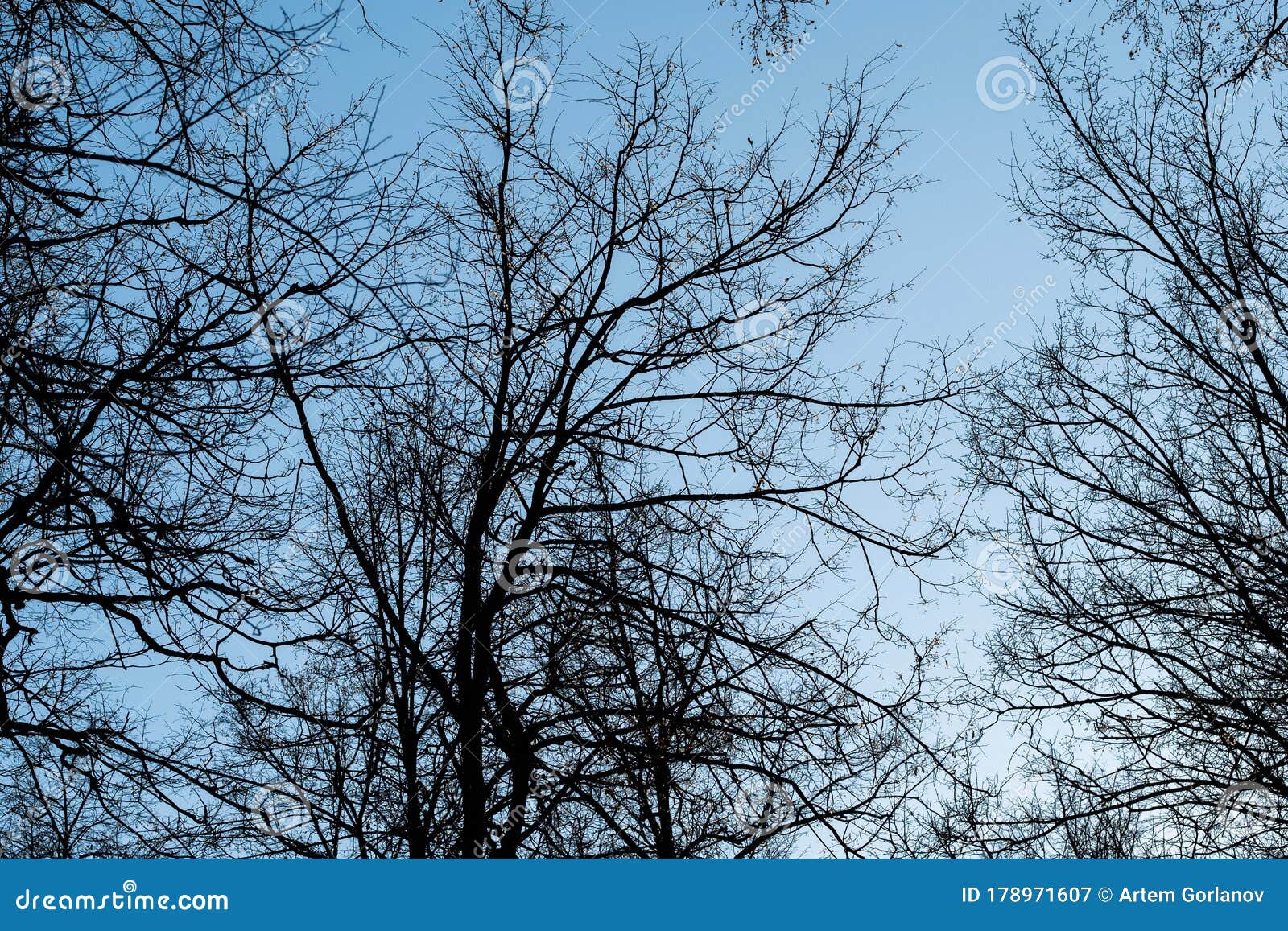 Spring and Autumn Leafless Trees. Stock Image - Image of quiet, peace ...