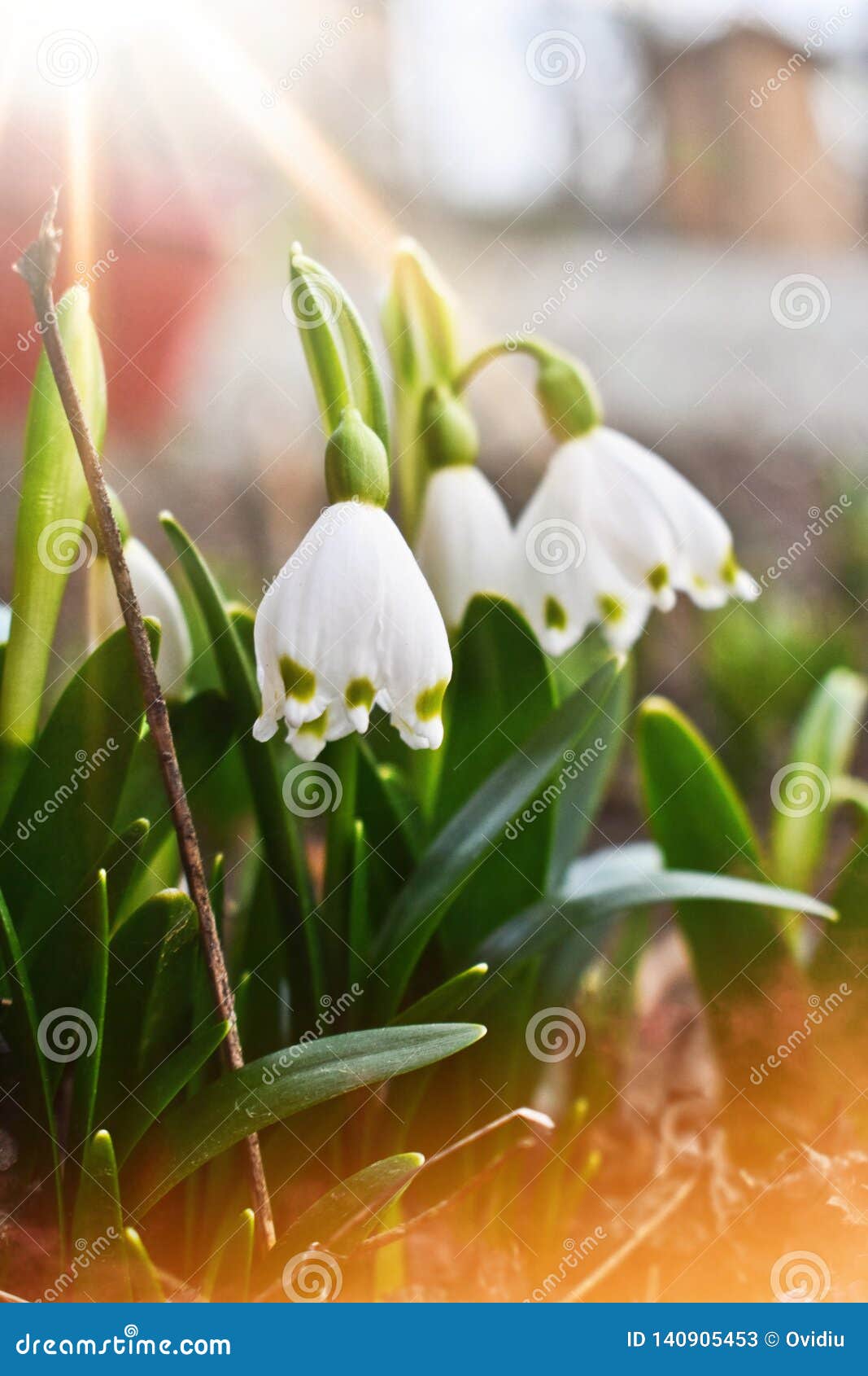 Spring awake stock image. Image of sunny, flower, awake - 140905453