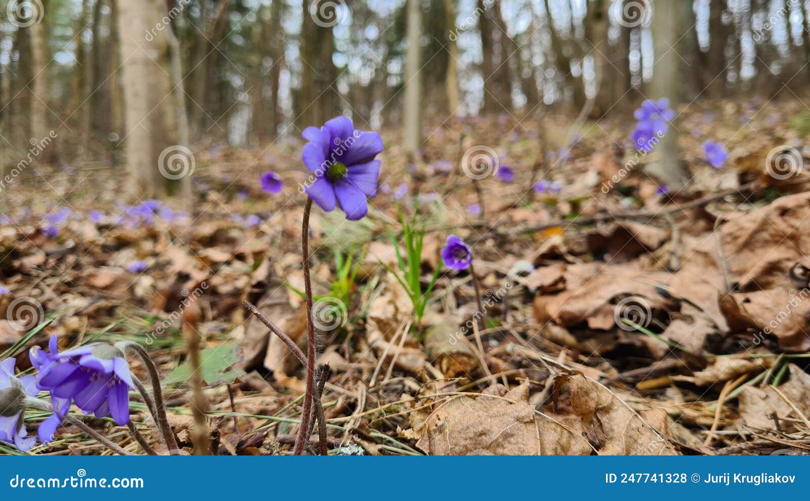 Spring awakened flower stock photo. Image of awakened - 247741328