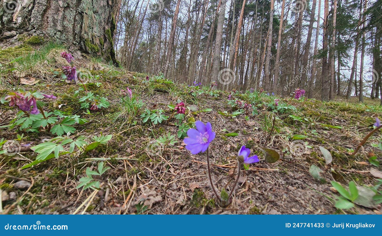 Spring awakened flower stock image. Image of wildlife - 247741433
