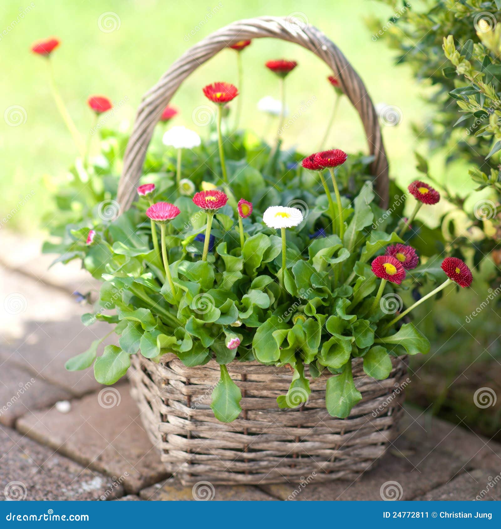 Spring awakening stock image. Image of multicolored, spring - 24772811