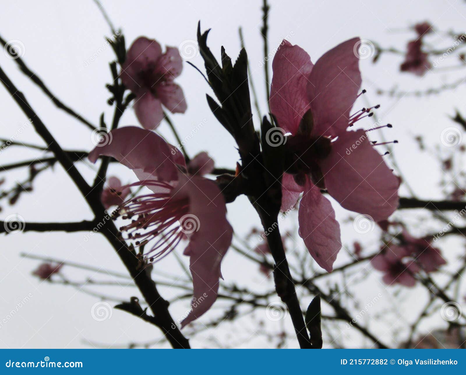 Spring Awakening. Blooming Pink Sakura Stock Photo - Image of flora ...