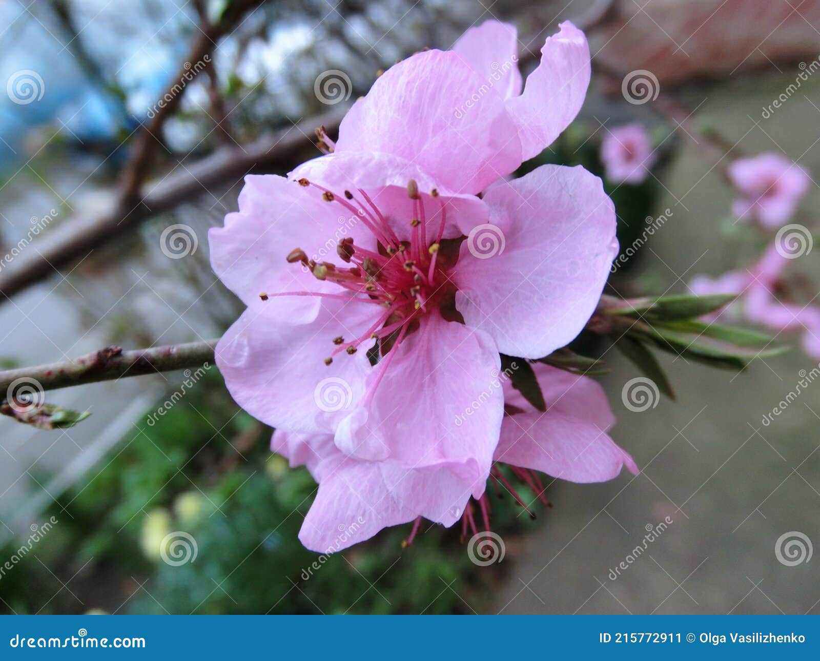 Spring Awakening. Blooming Pink Sakura Stock Image - Image of gardening ...