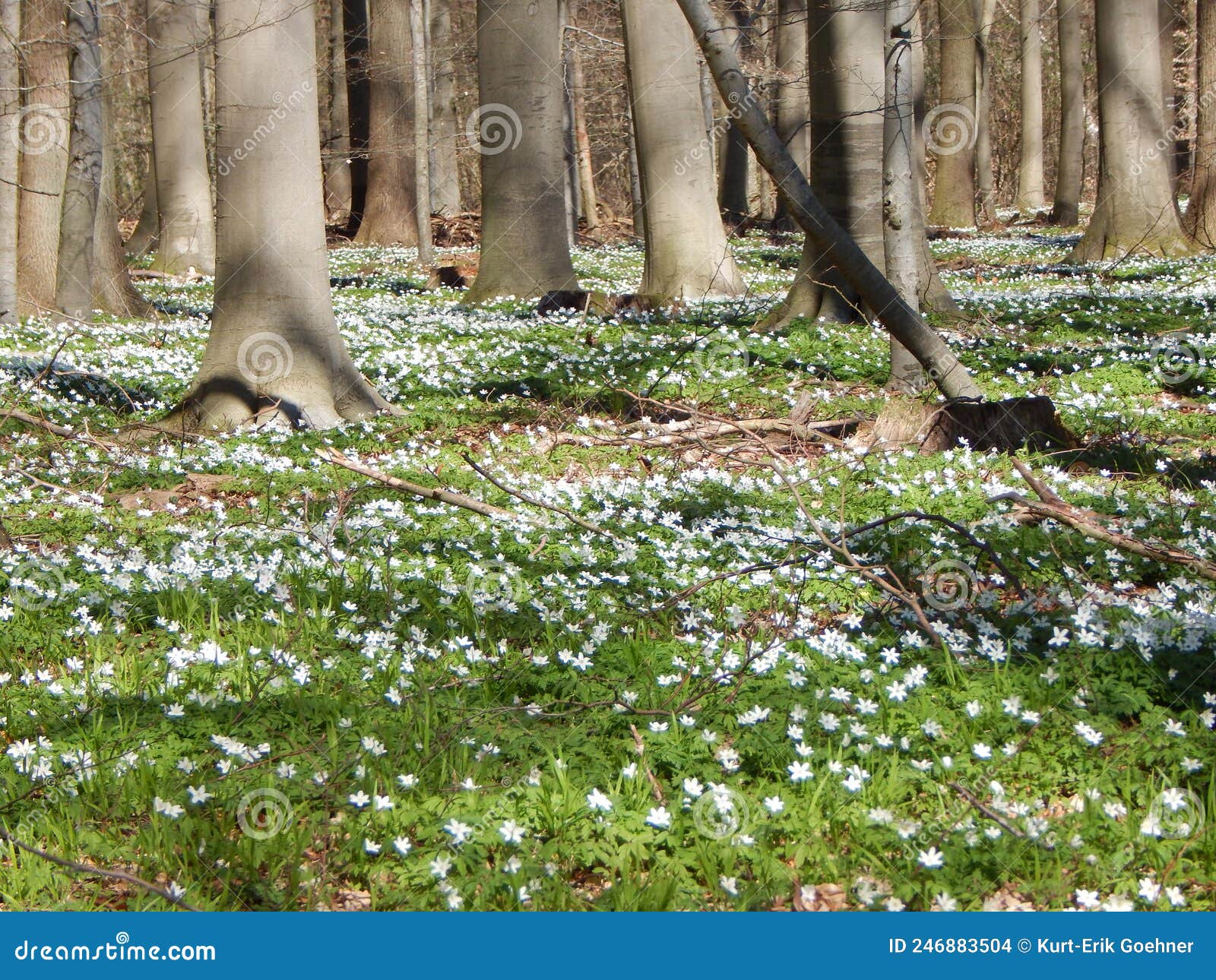 Spring Awakening in the Forest in Germany Stock Photo - Image of ...