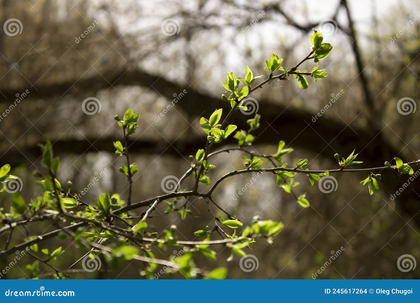 New life in tree stock photo. Image of spring, winter - 245617264