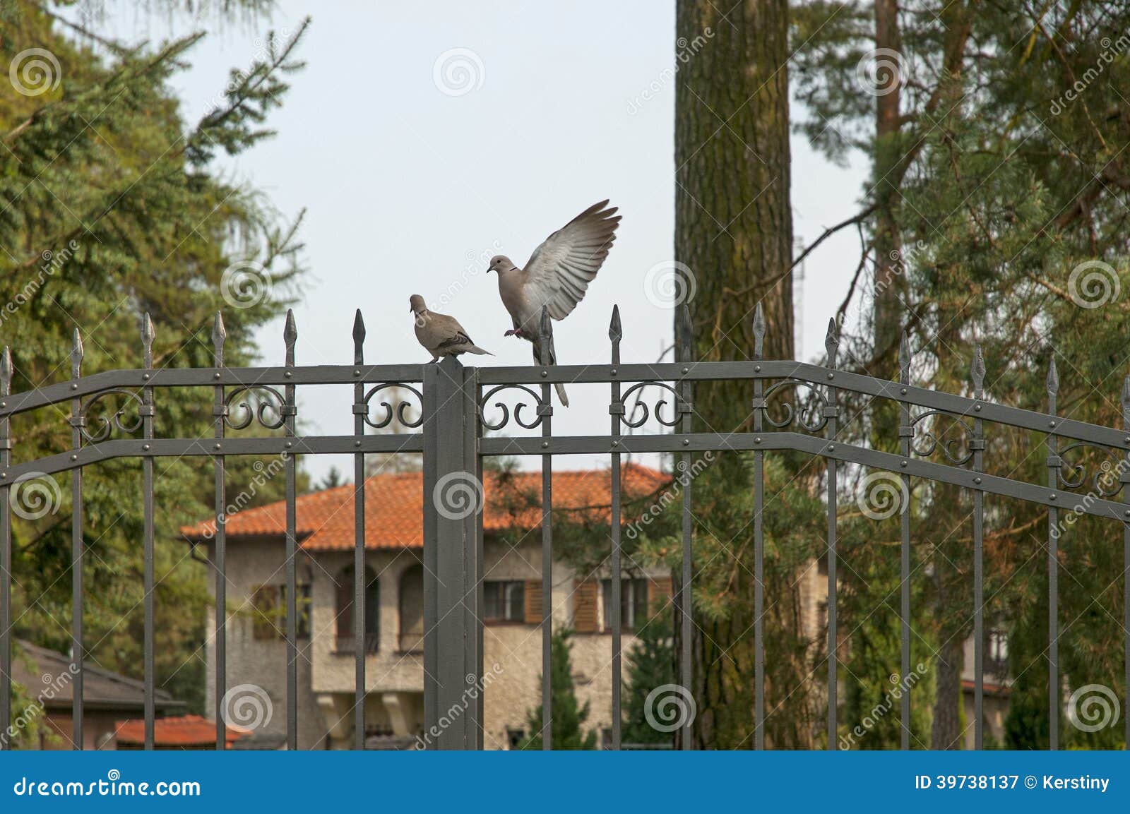 Spring awakening stock image. Image of garden, love, dove - 39738137