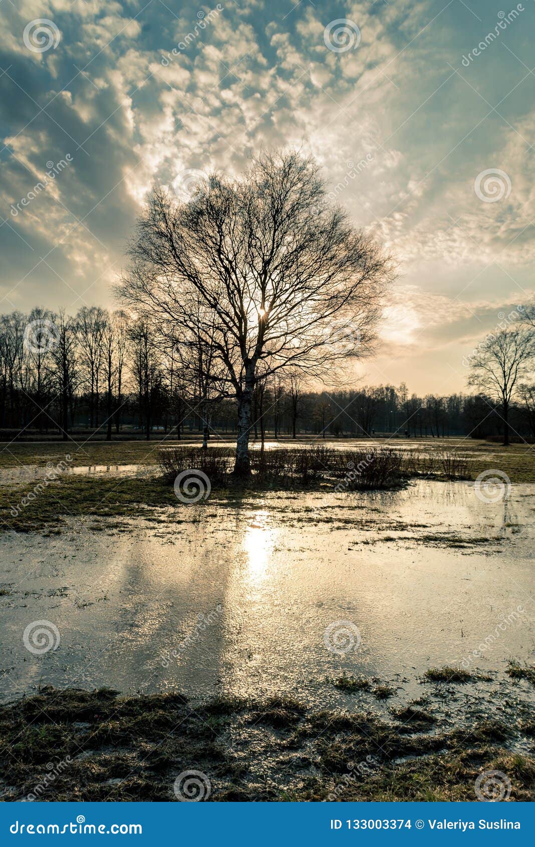 Spring Awakening of a Lone Tree Stock Photo - Image of sunset, melting ...