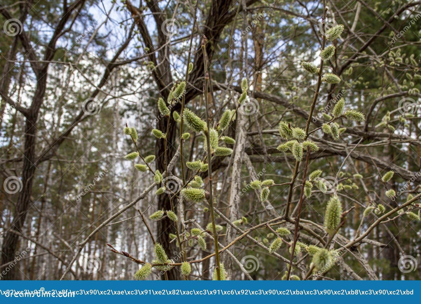Spring awakening of nature stock photo. Image of plants - 218491916