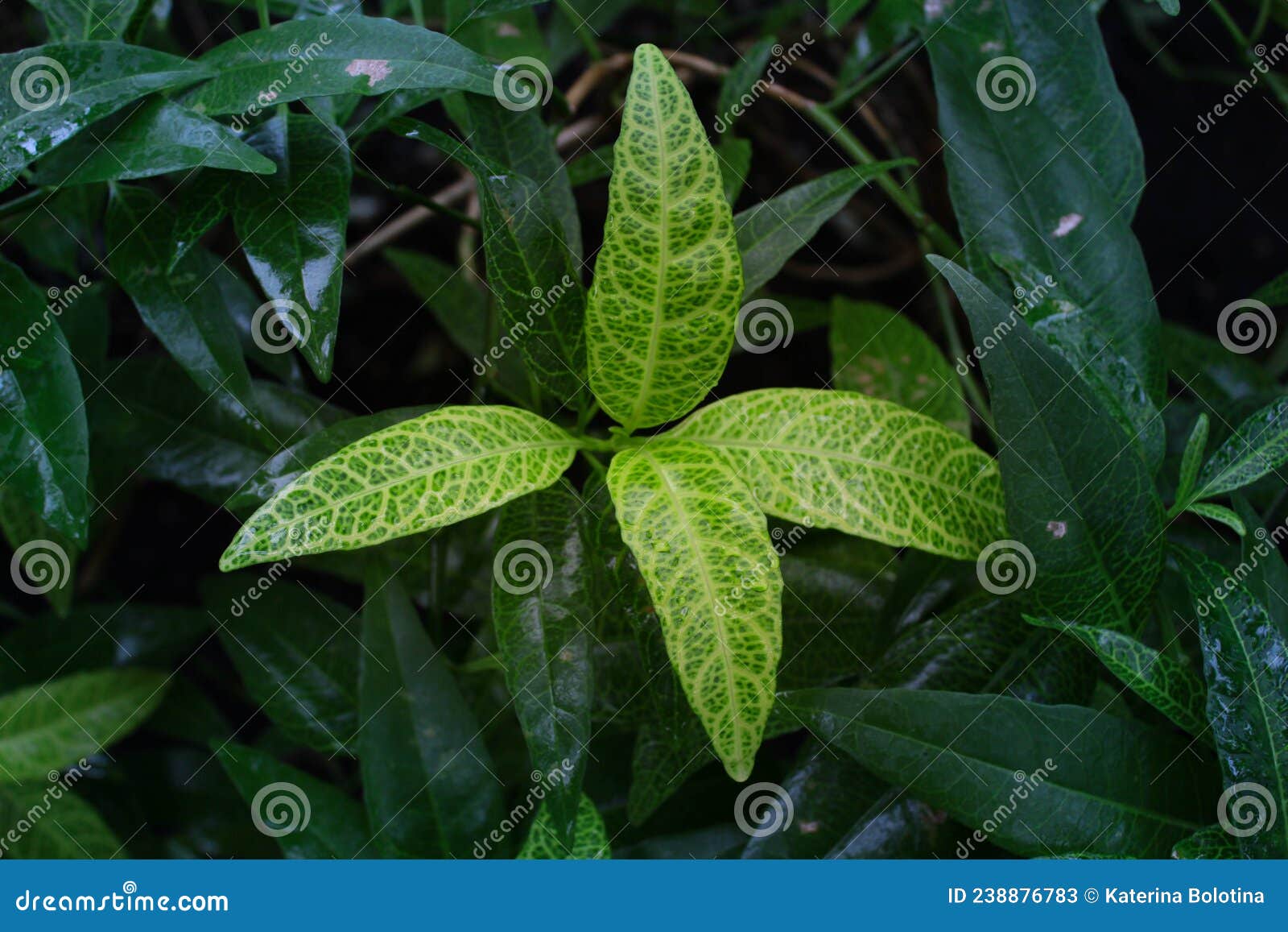 Spring. Awakening of Nature. Green Bright Young Leaves. Greenery Stock ...