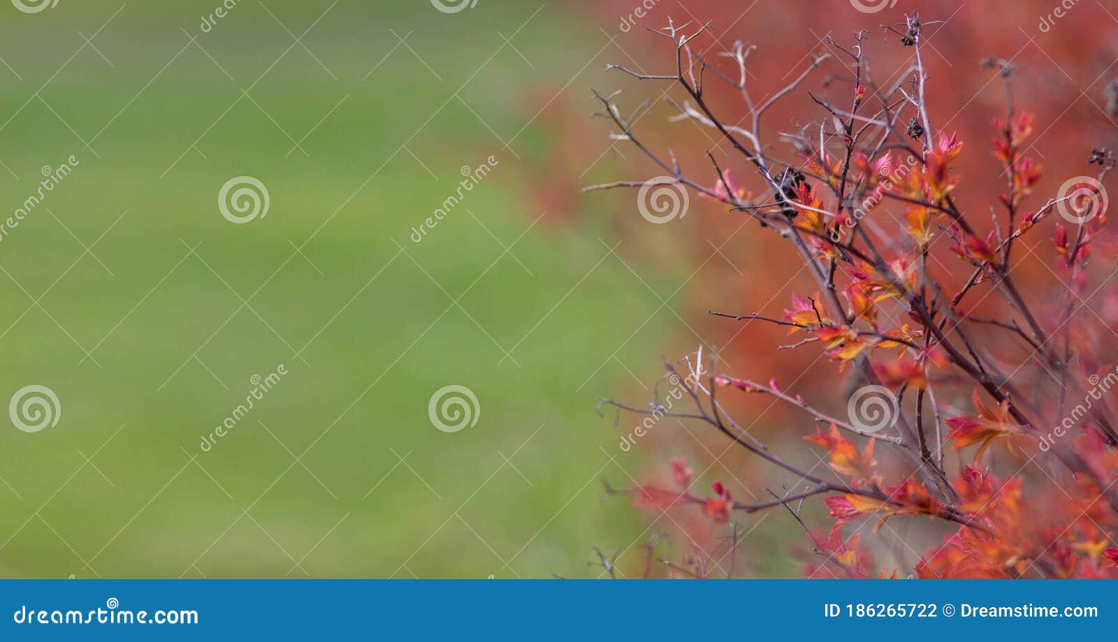 Spring Awakening of Nature, a Shrub with Red Leaves Stock Photo - Image ...