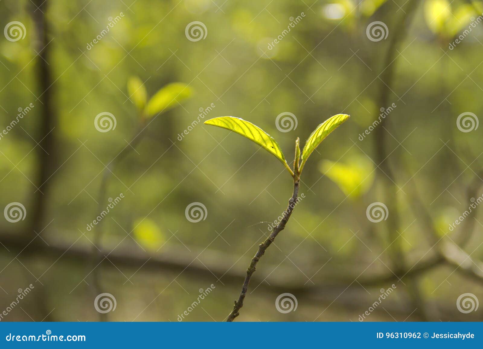 Spring awakening stock photo. Image of ecology, begining - 96310962