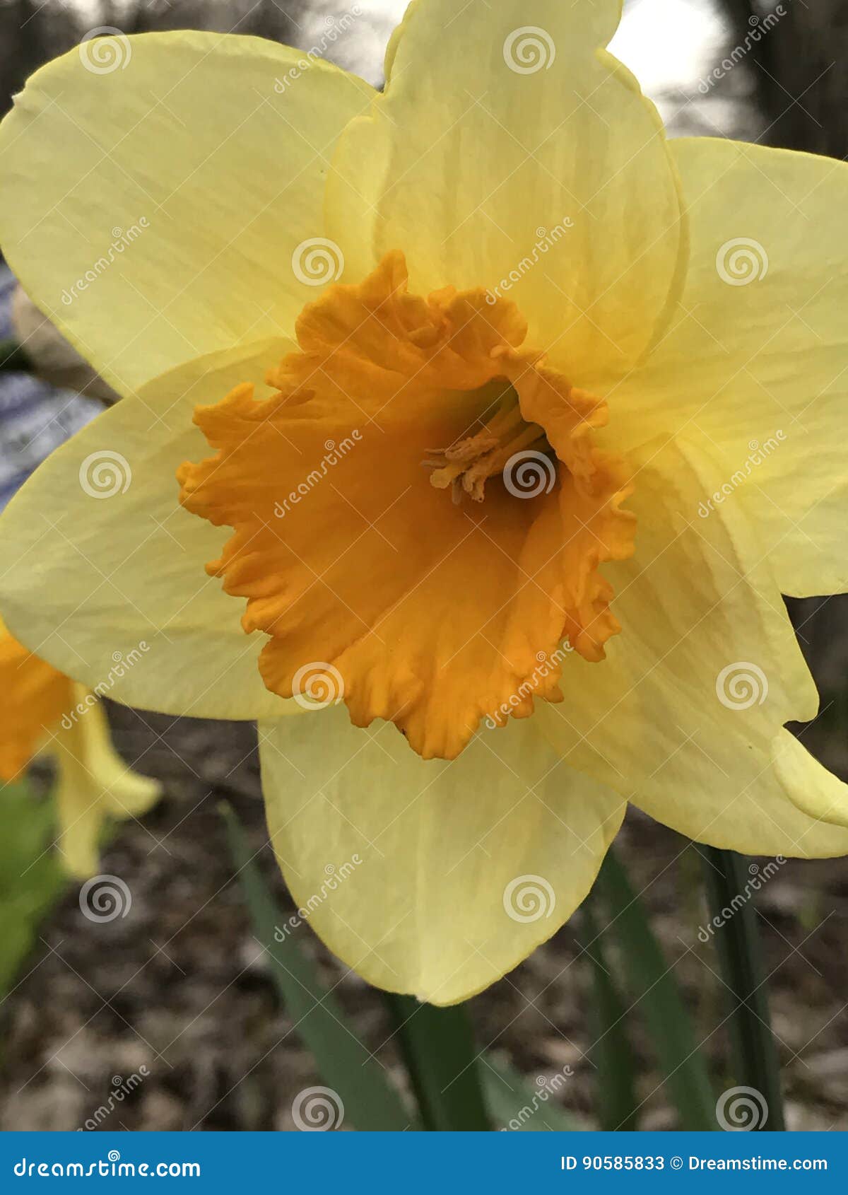 Spring Awakening! stock image. Image of bright, yellow - 90585833