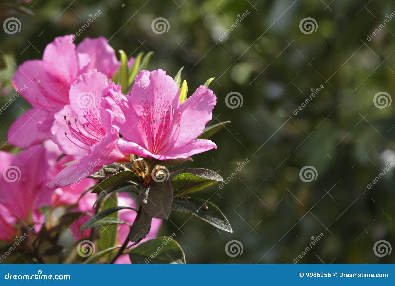Spring Azalea Blooms stock photo. Image of blooms, nature - 9986956