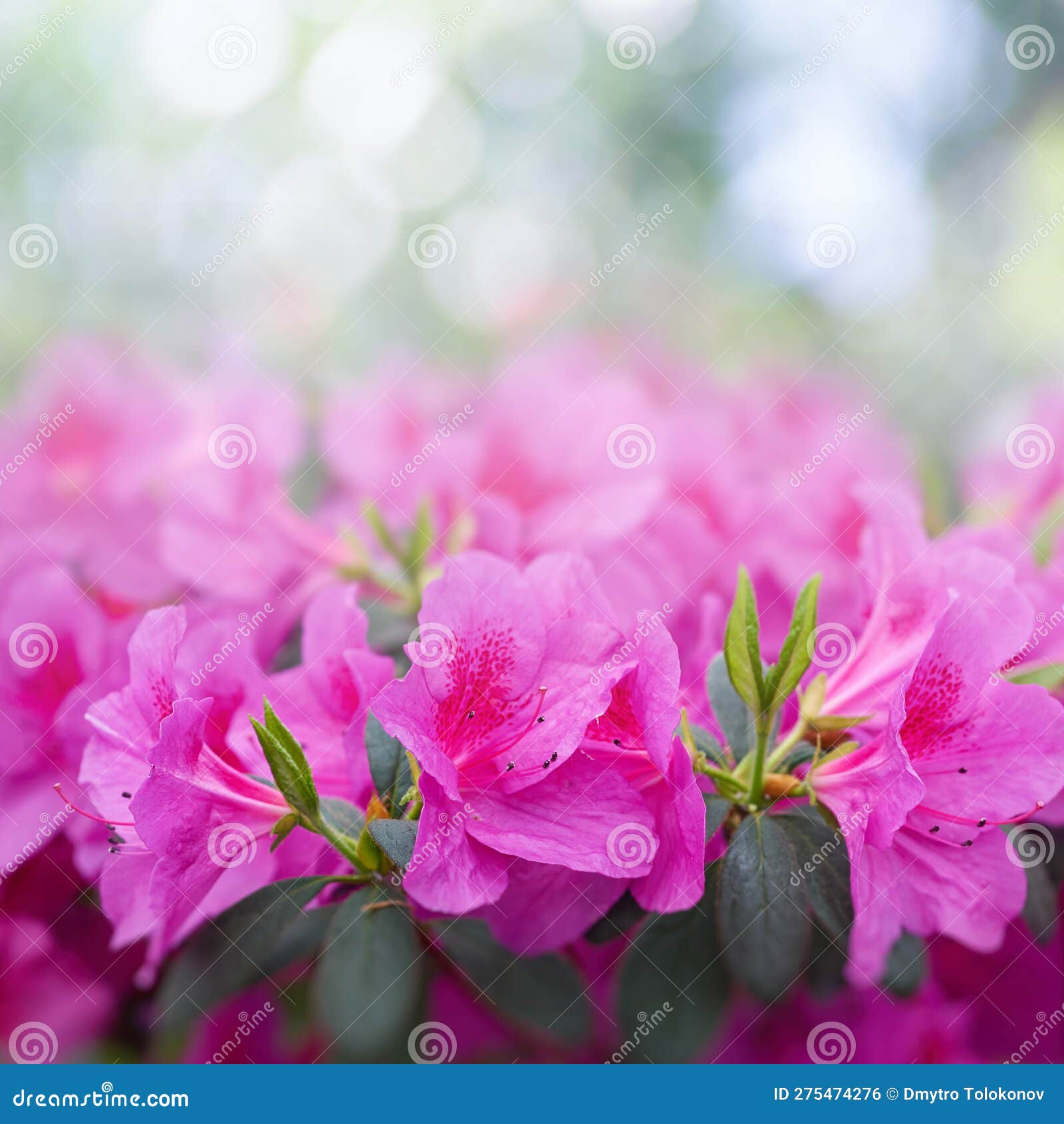 Spring Azalea Flowers. Art Abstract Natural Backgrounds Stock Photo ...
