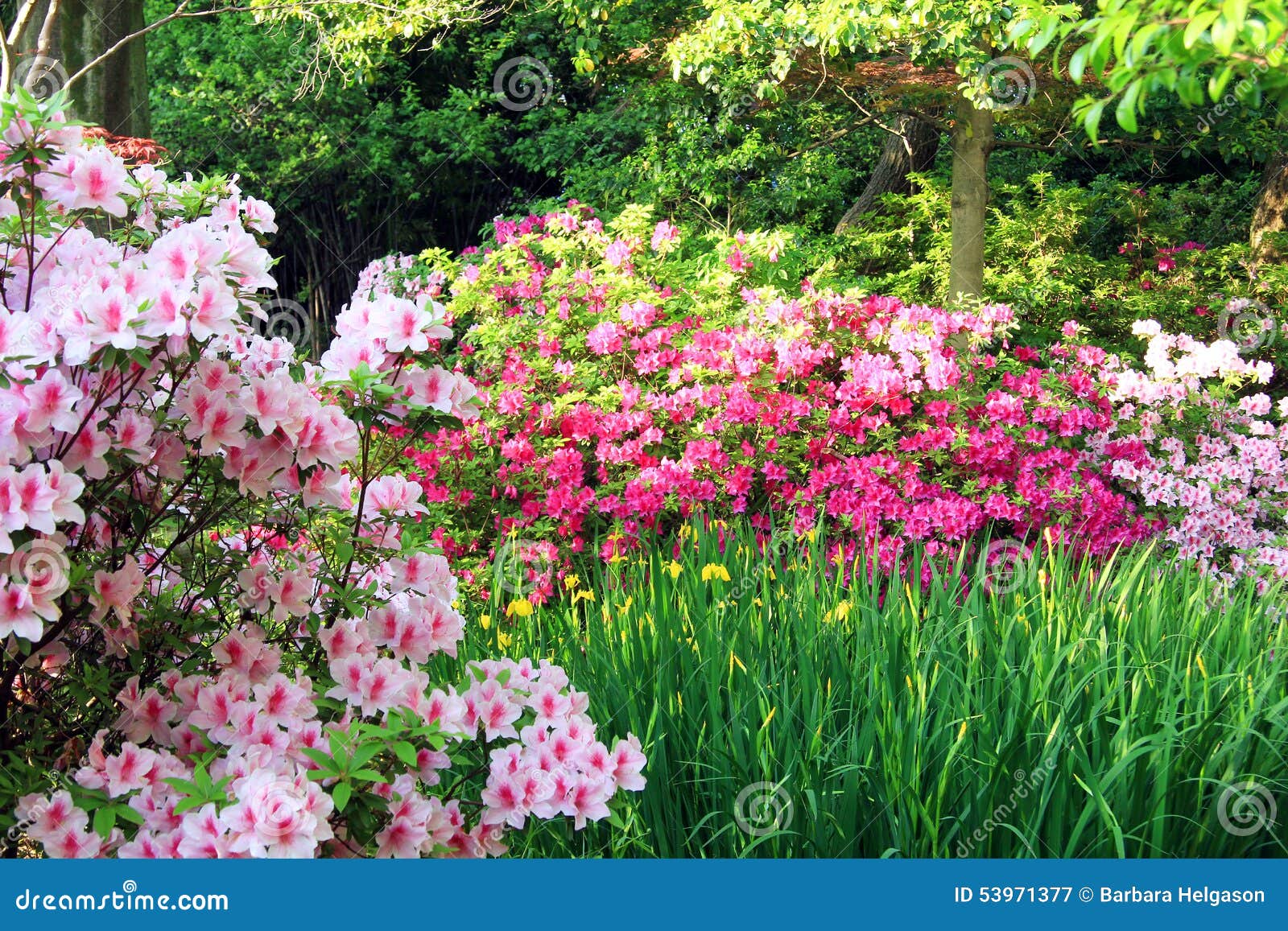 Spring azalea garden stock image. Image of flowers, springtime - 53971377