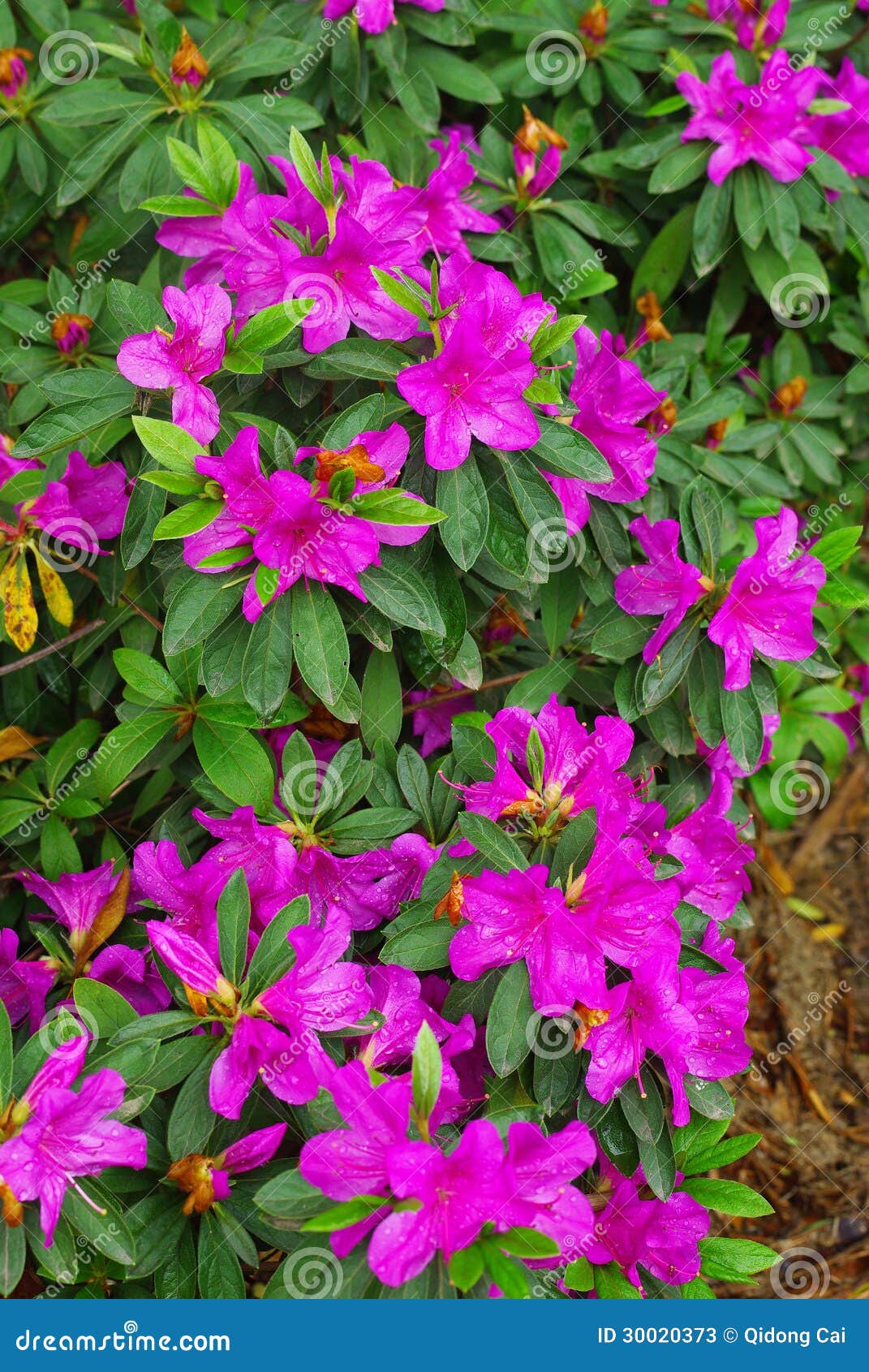 Azaleas stock image. Image of green, sunny, azaleas, flower - 30020373