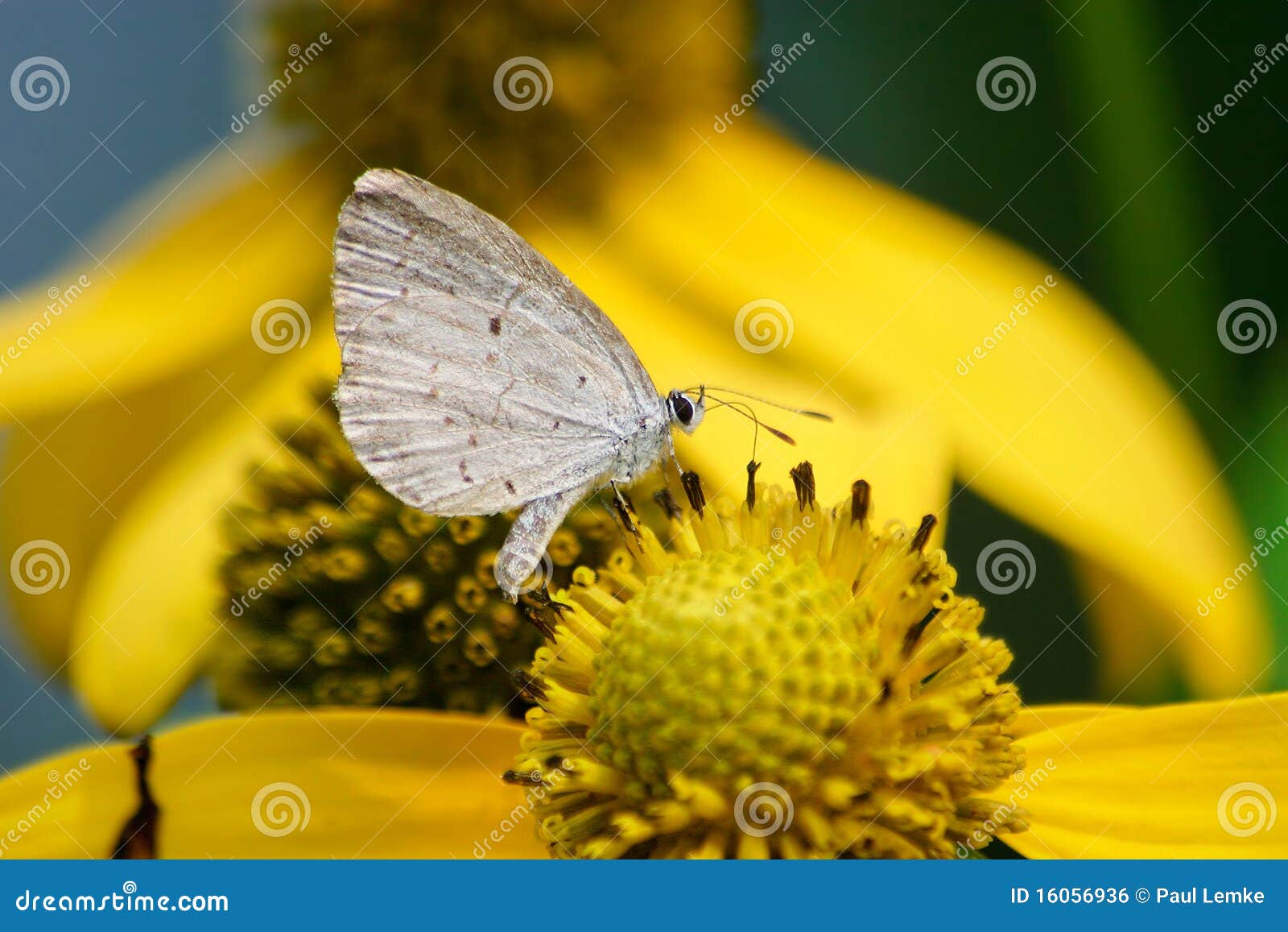 Spring Azure stock photo. Image of wildlife, flowers - 16056936