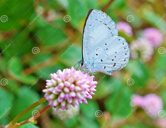 Spring Azure butterfly stock photo. Image of closeup - 22953768