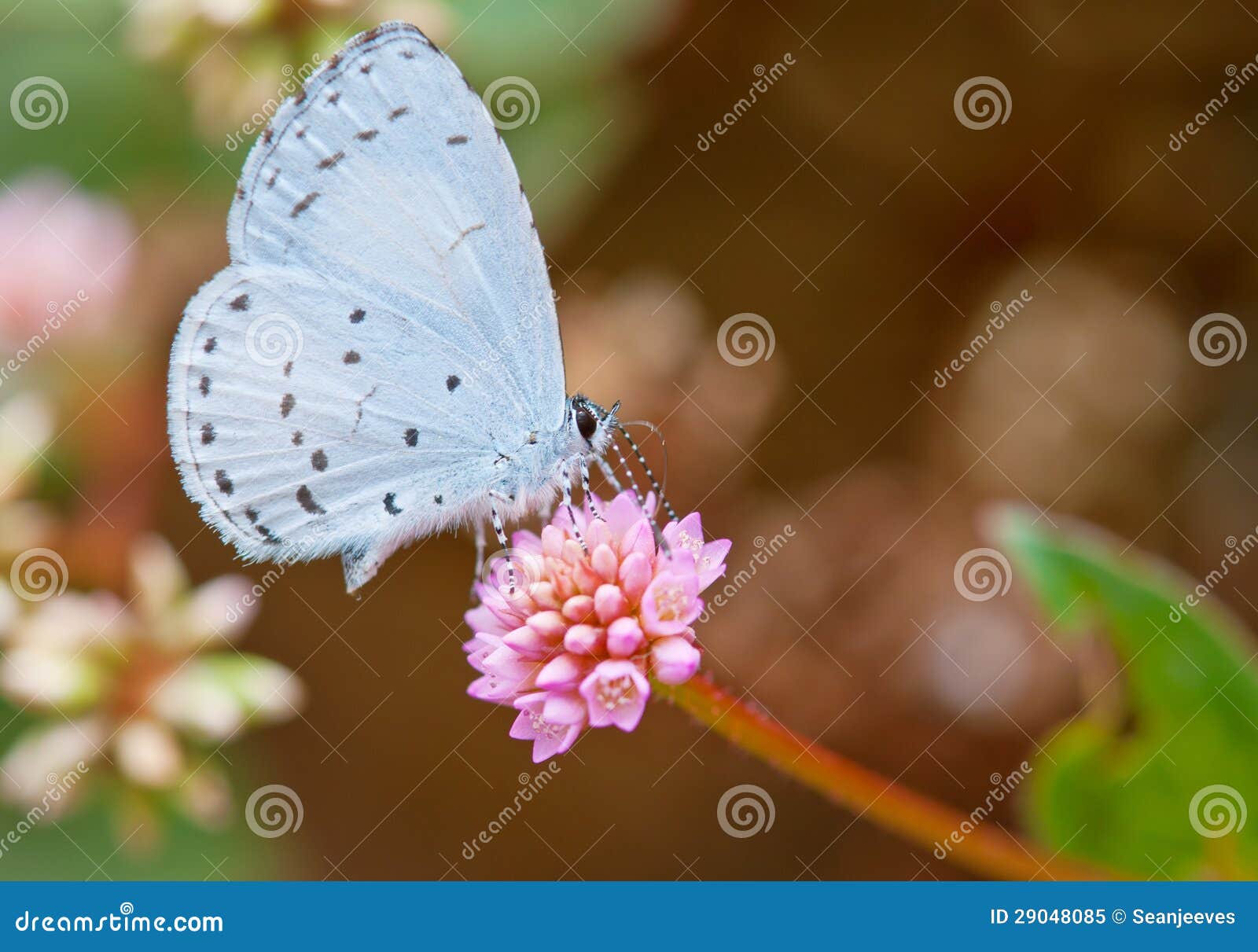 Spring Azure Butterfly