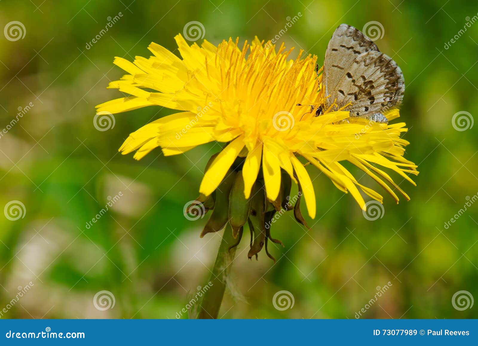 Northern Azure - Celastrina Lucia Stock Image - Image of butterflies ...