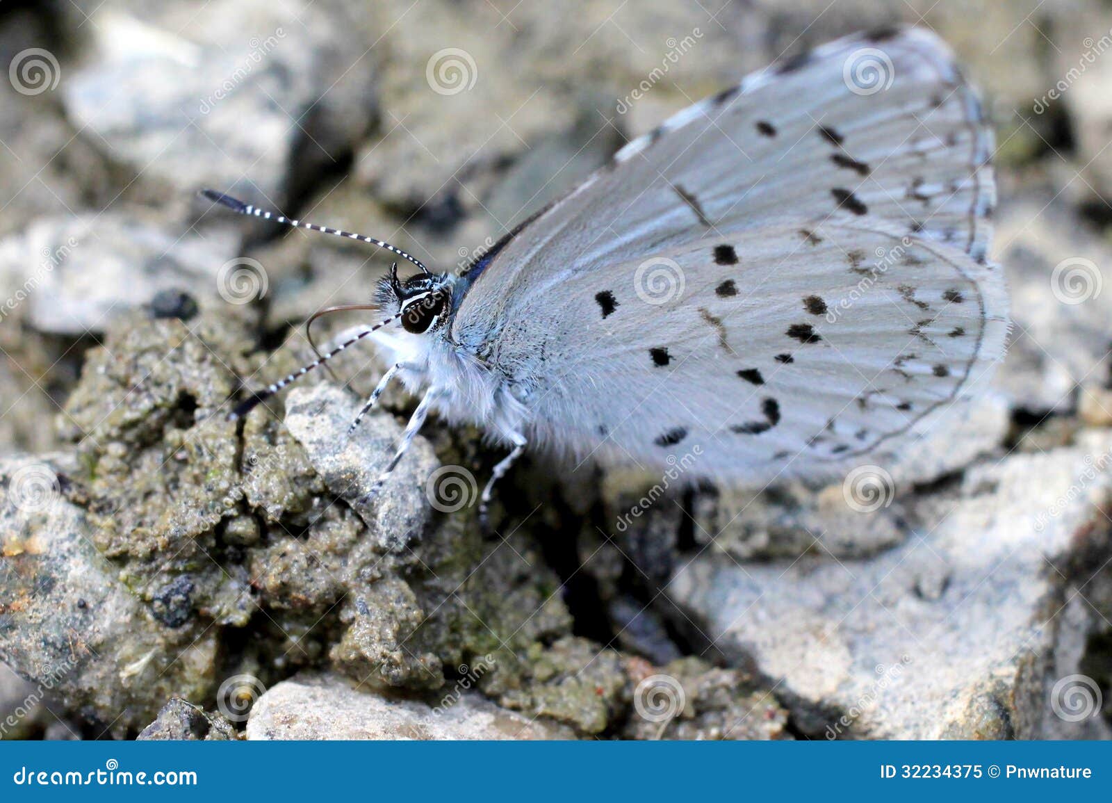 Spring Azure Butterfly on Gravel Stock Image - Image of single, ladon ...