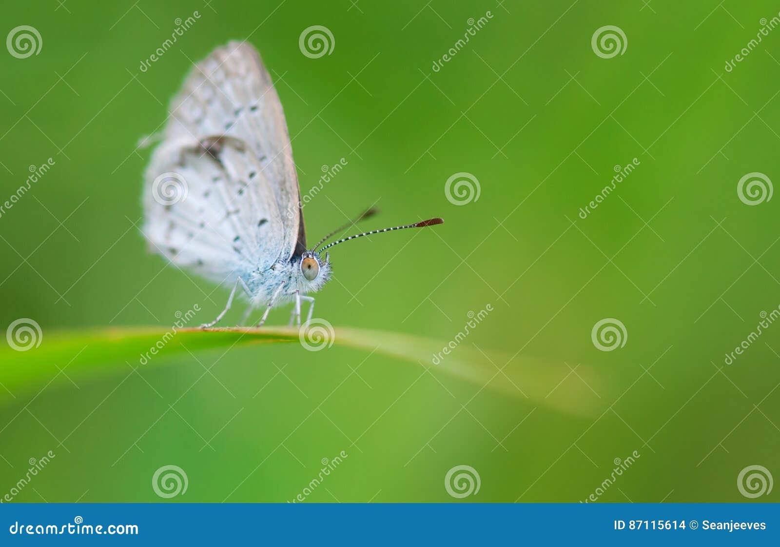 Spring Azure Butterfly stock photo. Image of spring, antennae - 87115614